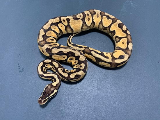 Huffman Enchi Pastel Ph Hypo Ball Python by TRIGG Reptiles