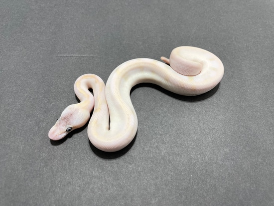 Russo Cinnamon Champagne Pastel Ball Python by TRIGG Reptiles