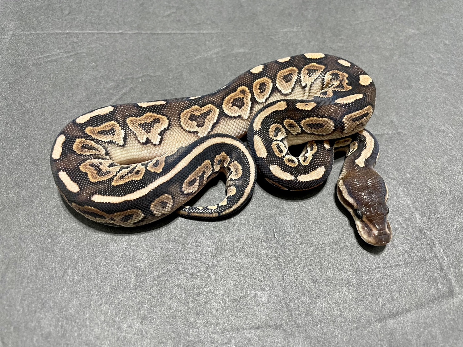 Cinnamon Russo Ball Python by TRIGG Reptiles - MorphMarket