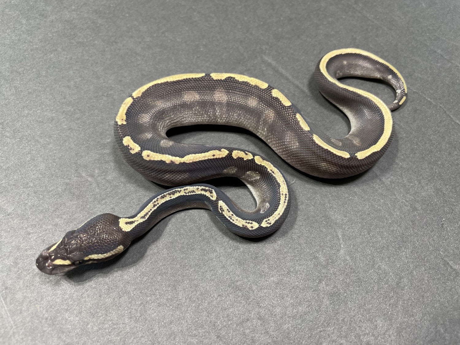 GHI Mojave Het Hypo 50% Het Genetic Stripe Ball Python by TRIGG ...