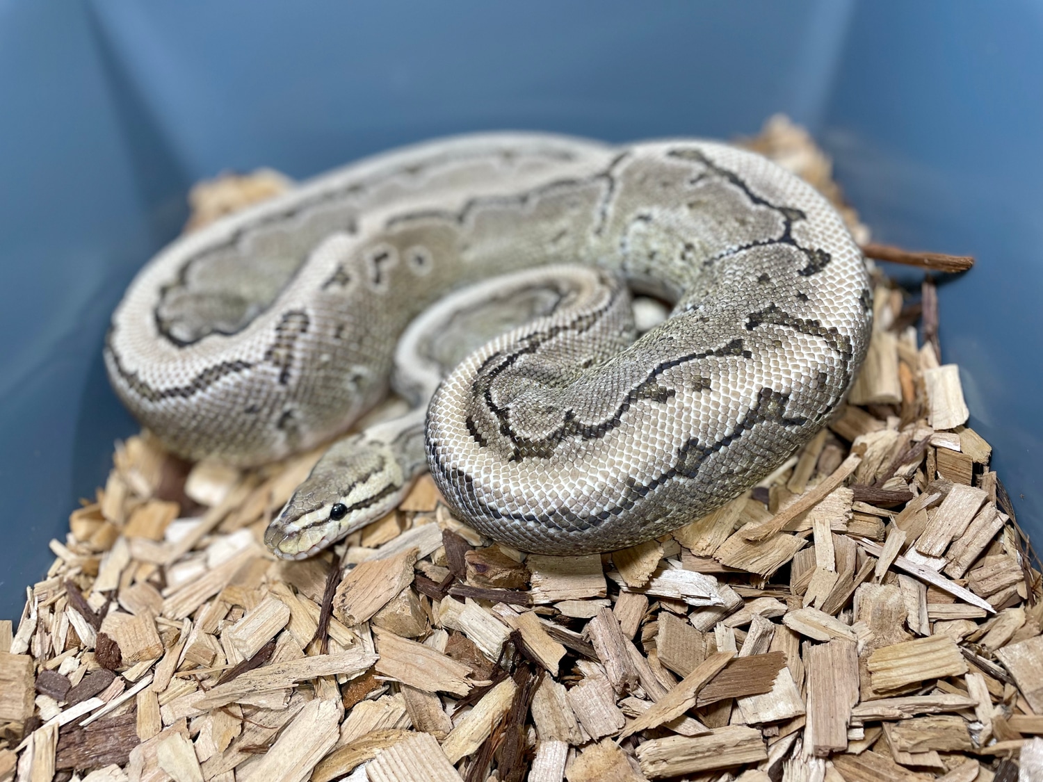Fire Pinstripe Het VPI Axanthic Ball Python by TRIGG Reptiles - MorphMarket