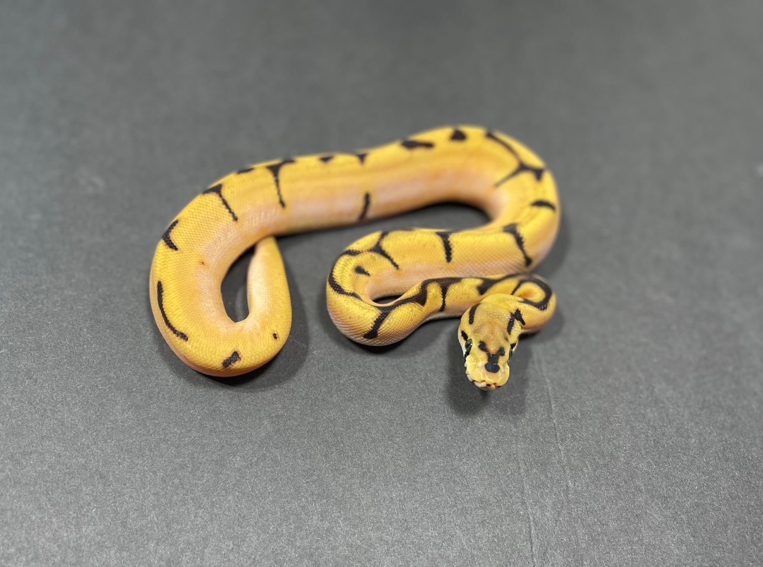 Super Orange Dream Spider Ball Python by TRIGG Reptiles - MorphMarket