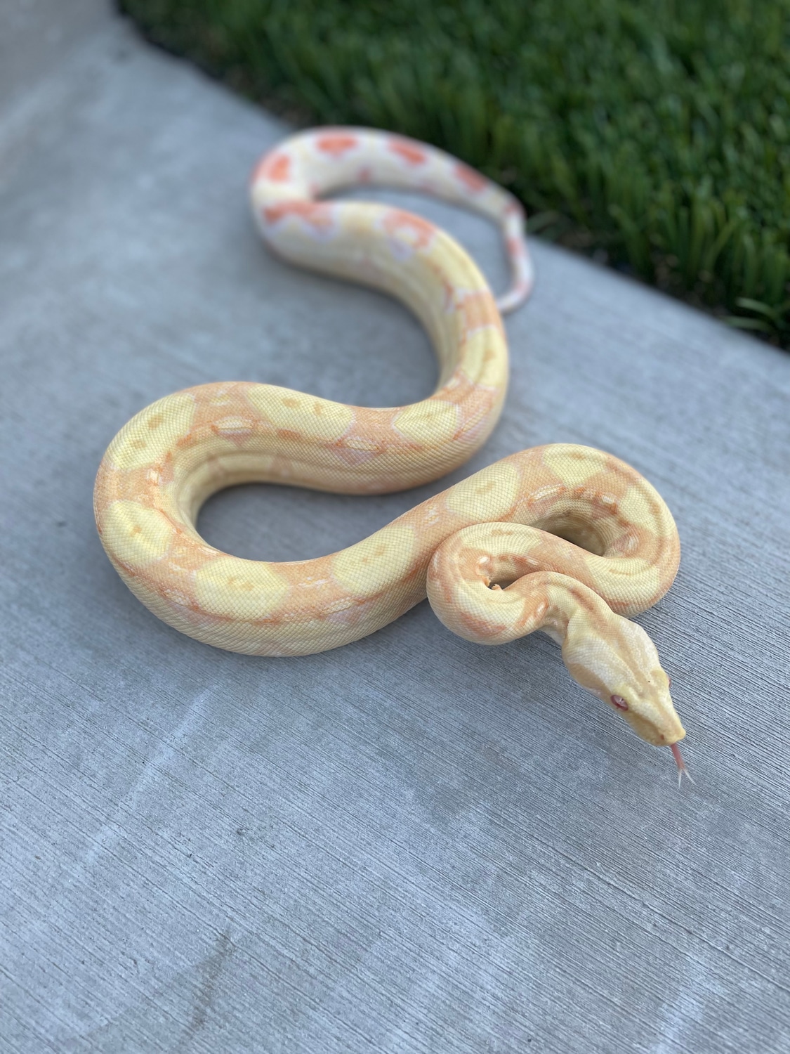 IMG Kahl Albino Het Anery Boa Constrictor by TRIGG Reptiles - MorphMarket