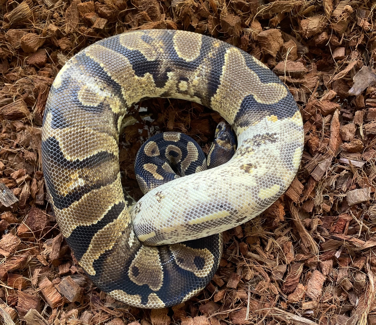 Paradox Highway Ball Python by TRIGG Reptiles - MorphMarket