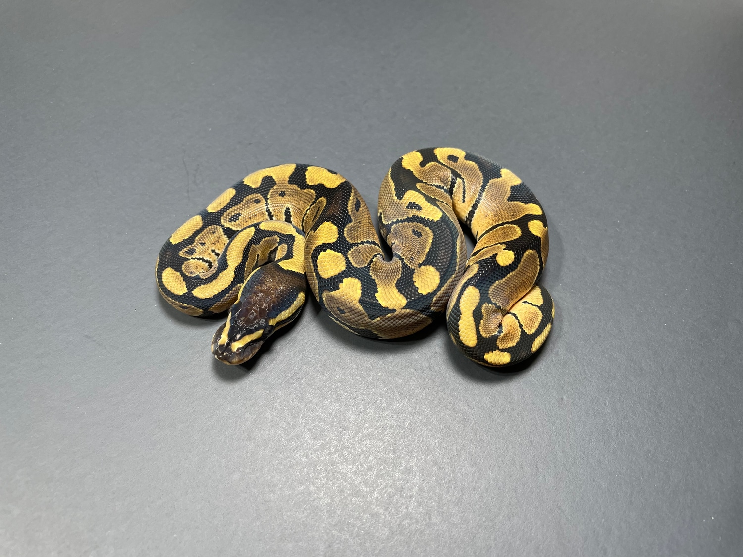 Normal Ball Python by TRIGG Reptiles - MorphMarket