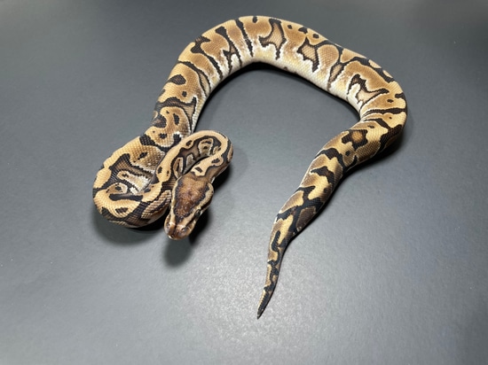 Blitz Hidden Gene Woma 100% Het Hypo Ball Python by TRIGG Reptiles