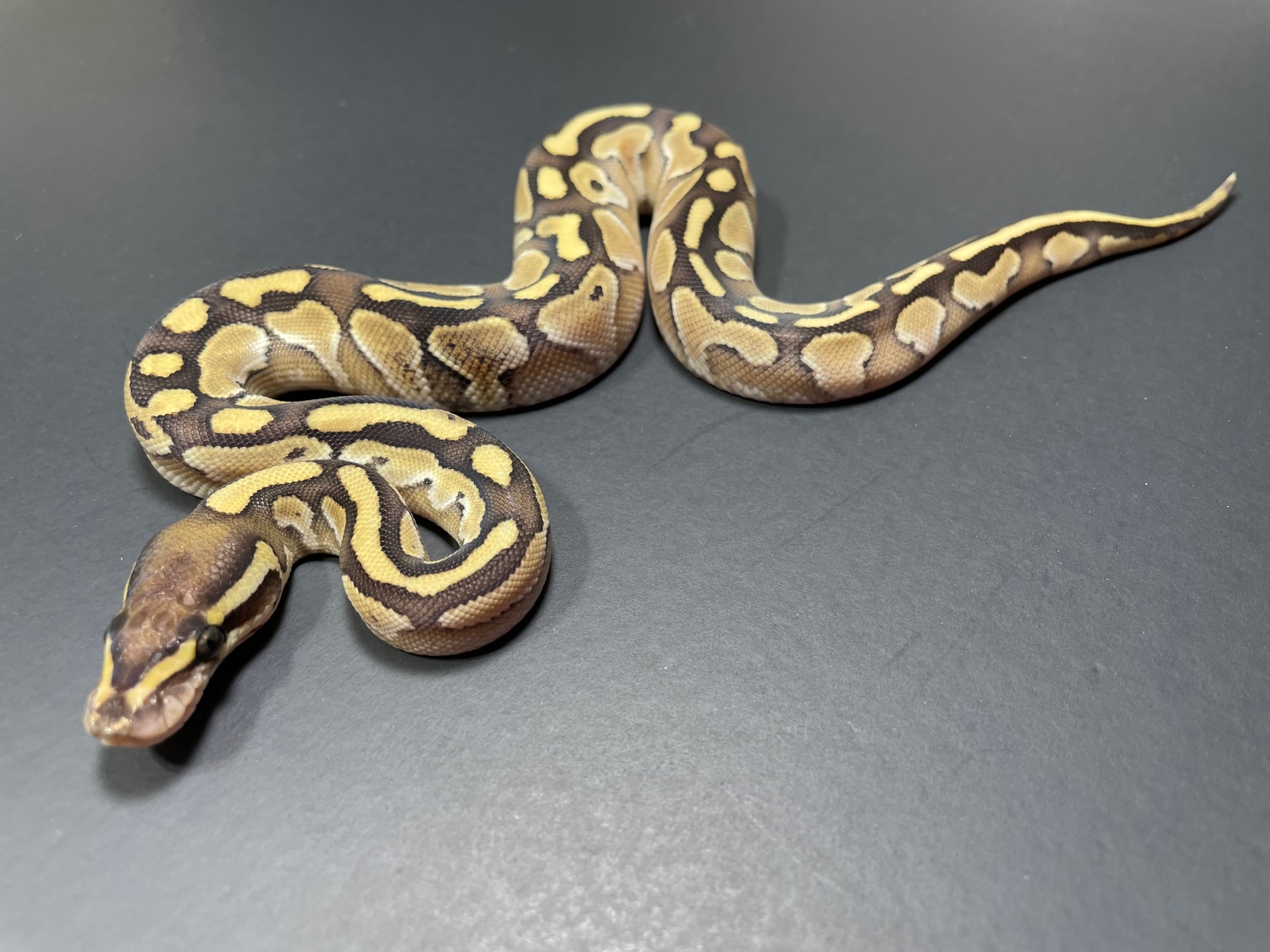 Lesser 50% PH Genetic Stripe Paradox Ball Python by TRIGG Reptiles ...
