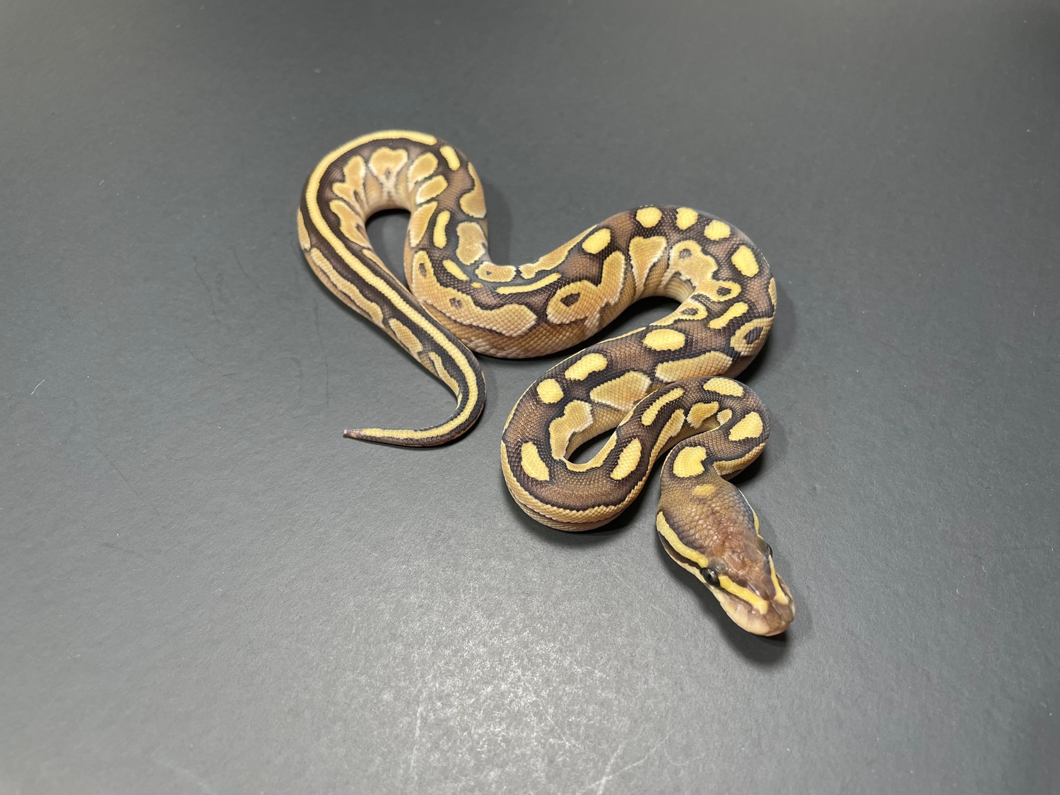 Huffman Lesser 50% PH Genetic Stripe Ball Python by TRIGG Reptiles ...