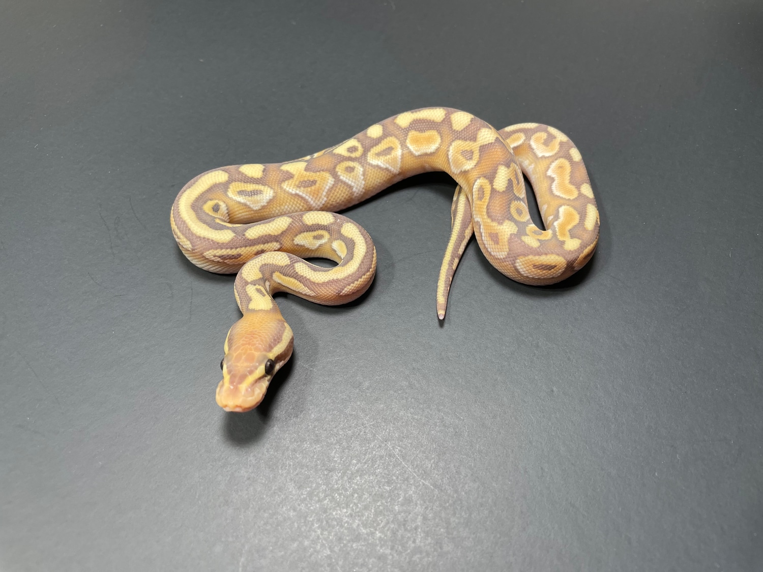 Banana Lesser Huffman 50% PH Genetic Stripe Ball Python by TRIGG ...