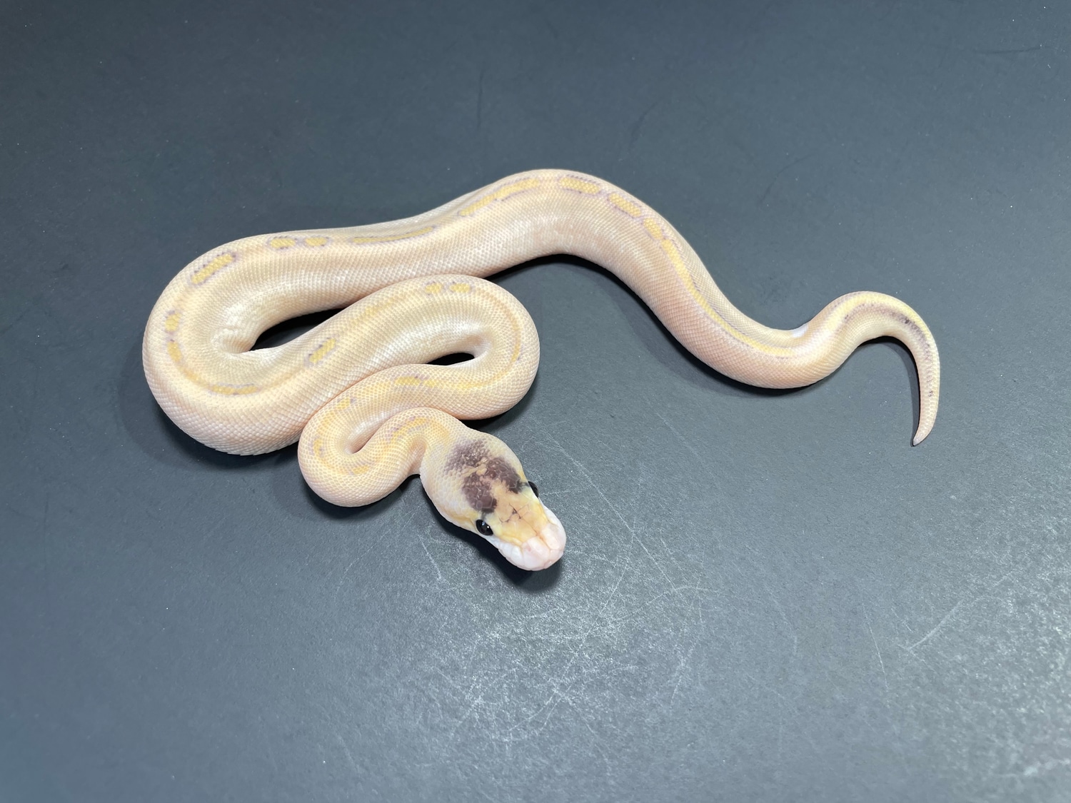 Champagne Mojave Ball Python by TRIGG Reptiles - MorphMarket
