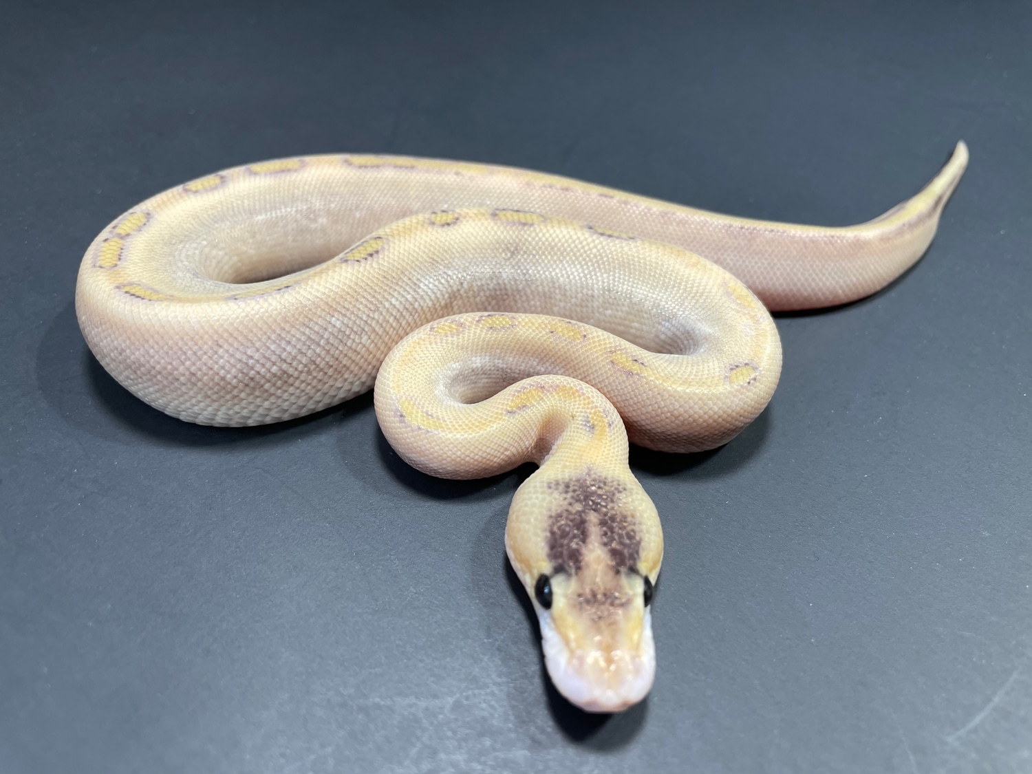 Champagne Mojave Ball Python by TRIGG Reptiles - MorphMarket