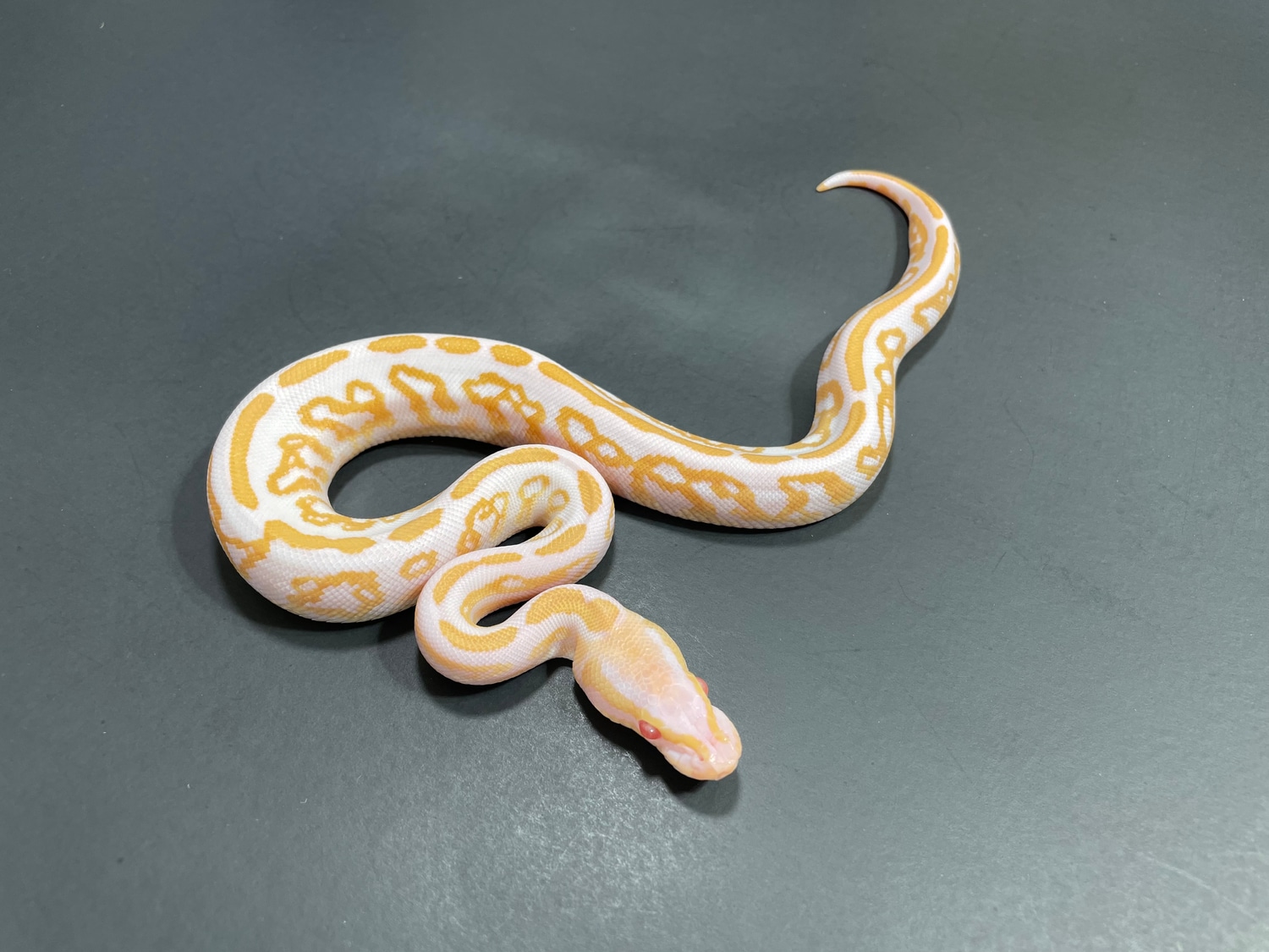 Black Pastel Albino 50% PH Pied Ball Python by TRIGG Reptiles - MorphMarket