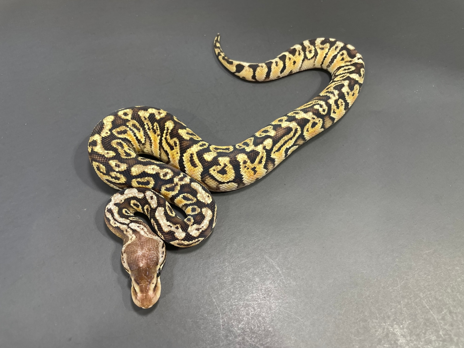Pastel HGW Ball Python by TRIGG Reptiles - MorphMarket