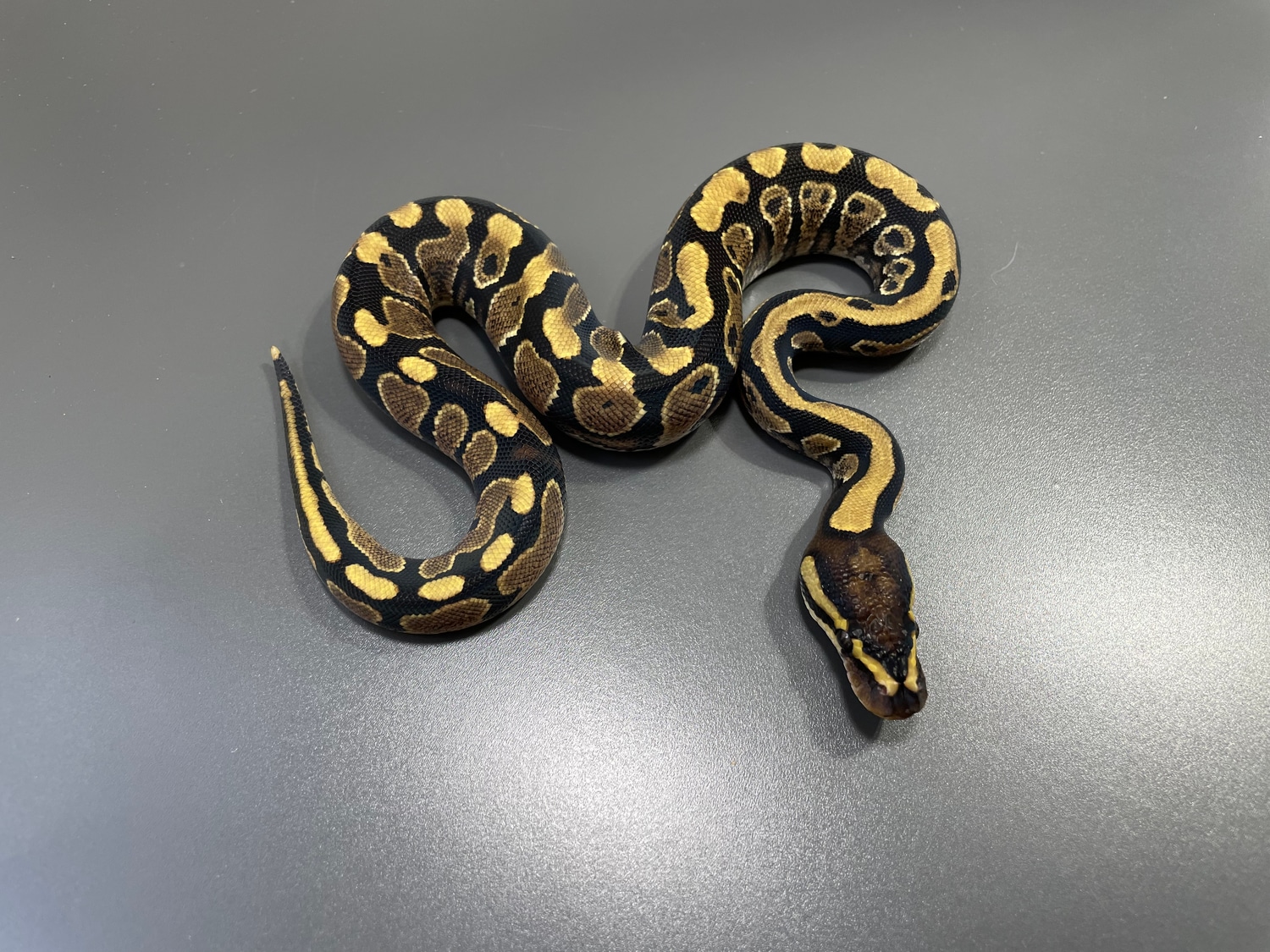 Yellow Belly Pos Spotnose PH Clown Ball Python by TRIGG Reptiles ...