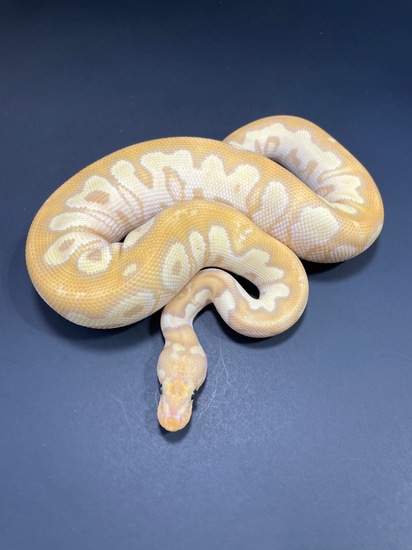 Banana Mojave Hypo Clown Ball Python by TRIGG Reptiles