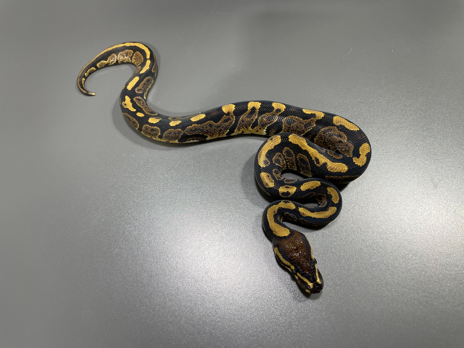 FREE SHIPPING Sable Het Hypo Ball Python by TRIGG Reptiles - MorphMarket
