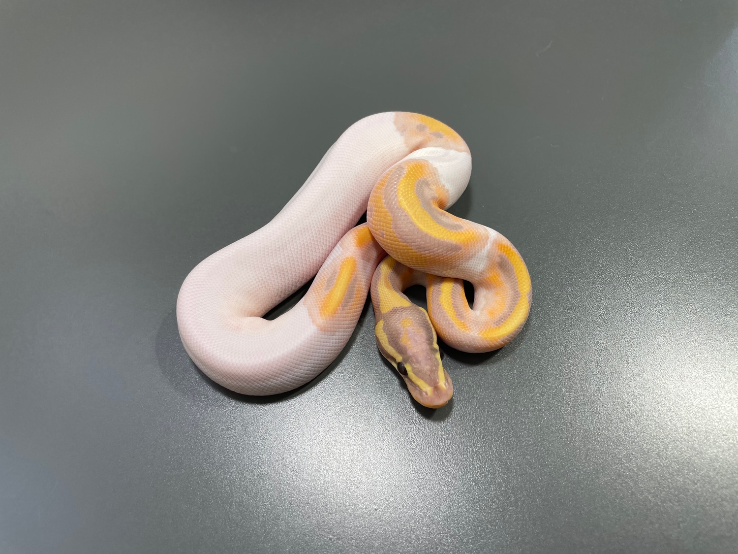 Banana Mojave Piebald Ball Python by TRIGG Reptiles - MorphMarket