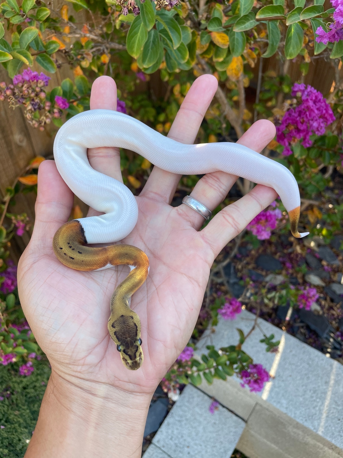Mojave Pinstripe Pied Ball Python by TRIGG Reptiles - MorphMarket