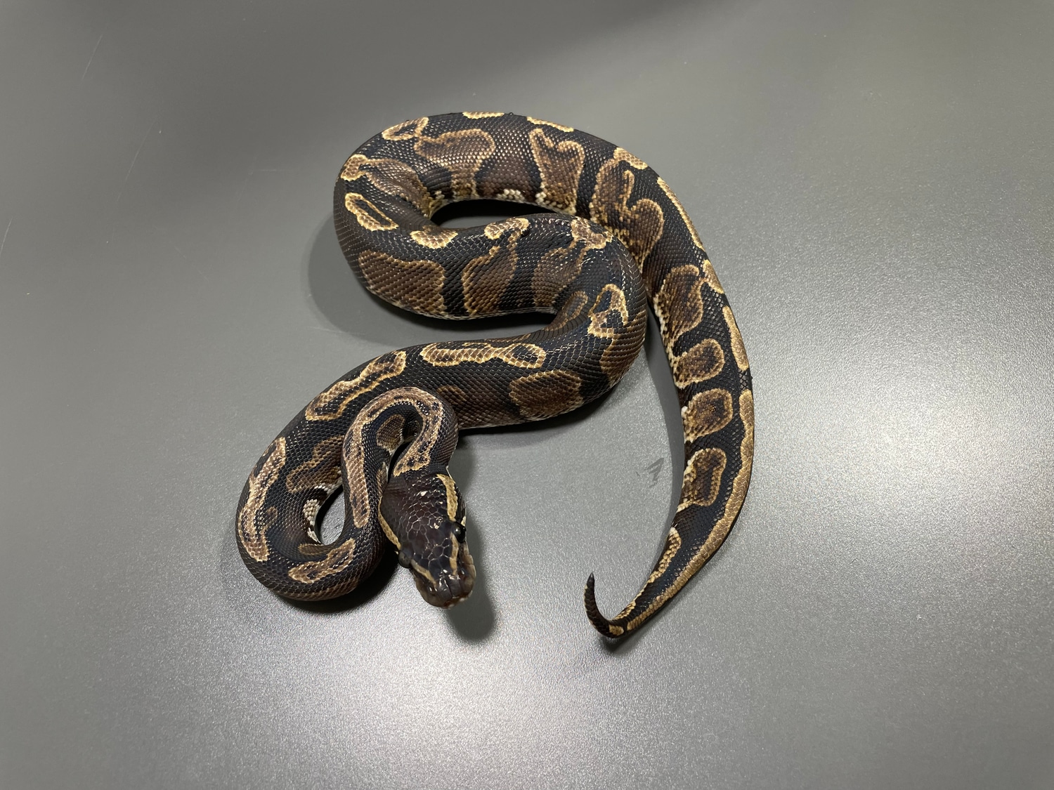 GHI Ball Python by TRIGG Reptiles - MorphMarket