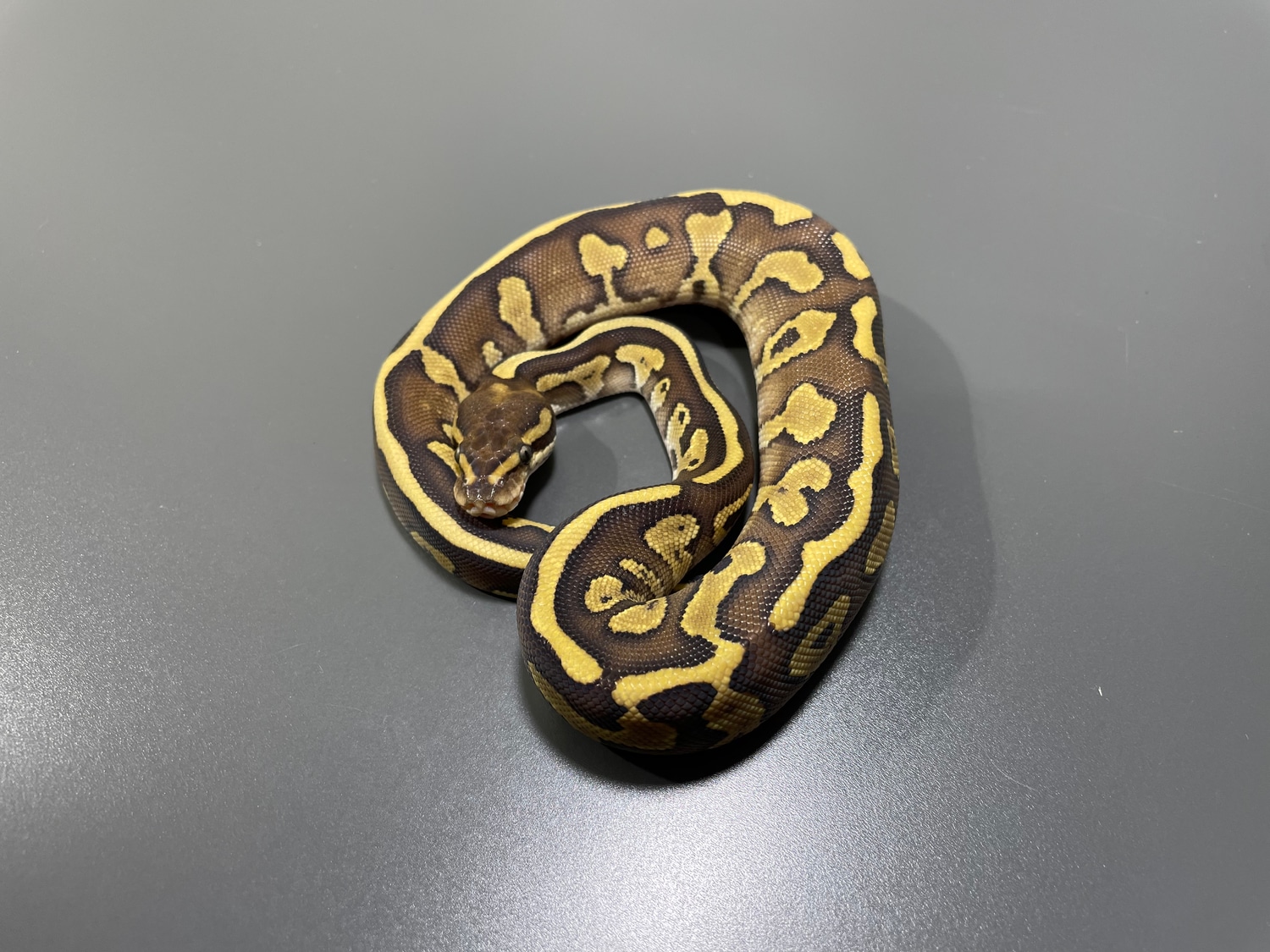 Lesser Leopard Pos YB Ball Python by TRIGG Reptiles - MorphMarket
