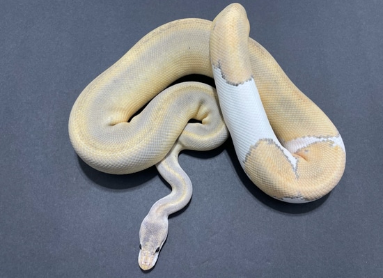 Black Pastel Mimosa Ball Python by TRIGG Reptiles