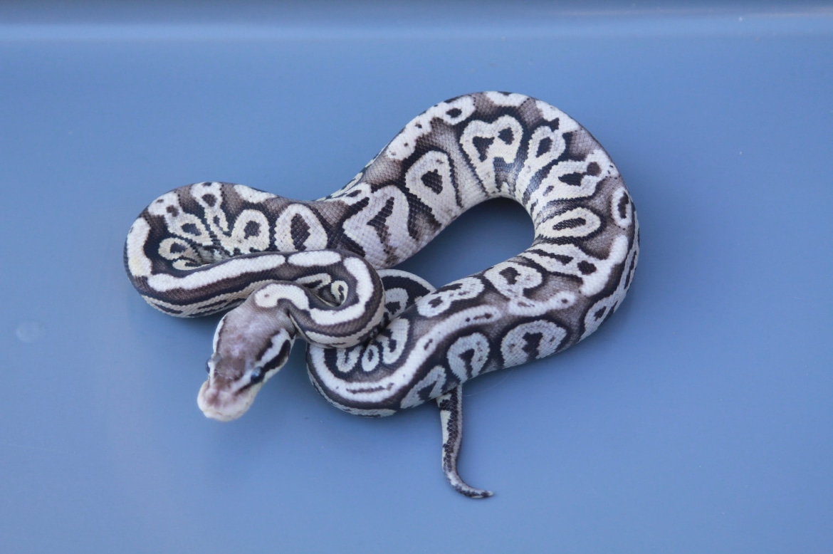 Black Pastel Vanilla Pastel Het Hypo Ball Python by TRIGG Reptiles ...
