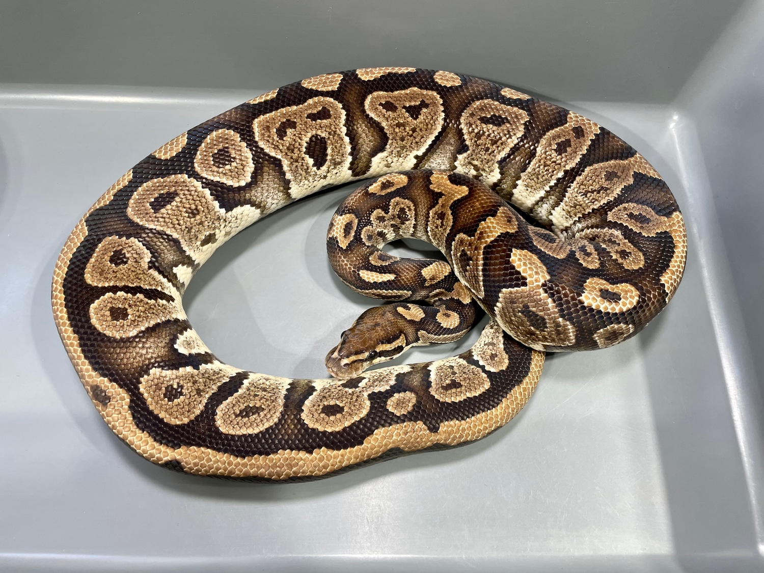 Sapphire Ball Python by TRIGG Reptiles - MorphMarket