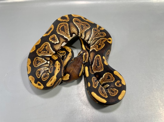 Cinder Huffman Het Hypo PH Clown Ball Python by TRIGG Reptiles