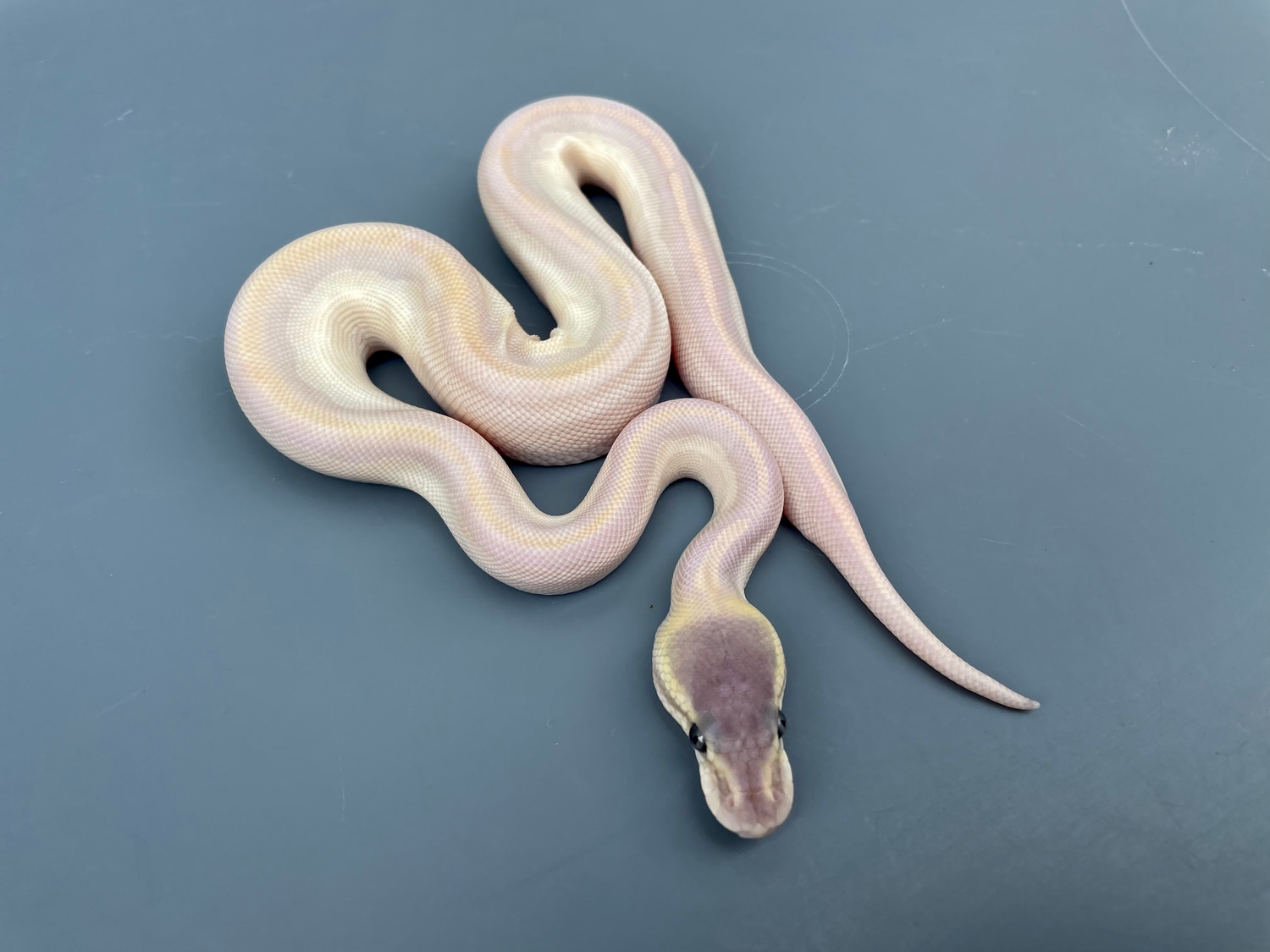 Cinnamon Crystal Ball Python by TRIGG Reptiles - MorphMarket
