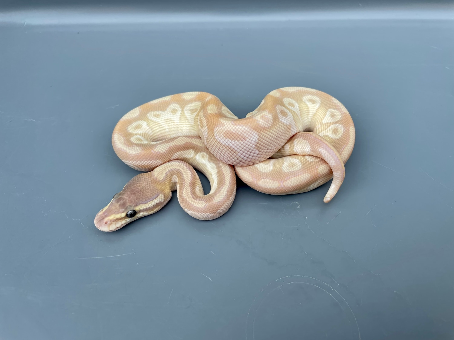 Crystal Ball Python by TRIGG Reptiles - MorphMarket