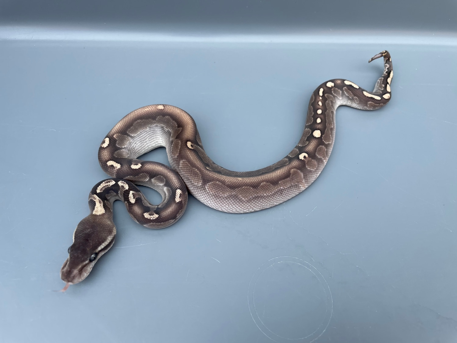 GHI Special Cinnamon Ball Python by TRIGG Reptiles - MorphMarket