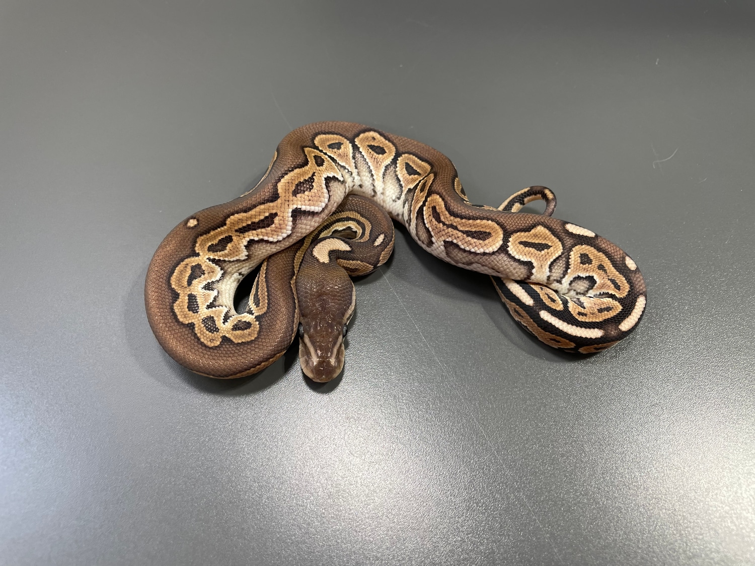 Cinnamon Special Ball Python by TRIGG Reptiles - MorphMarket