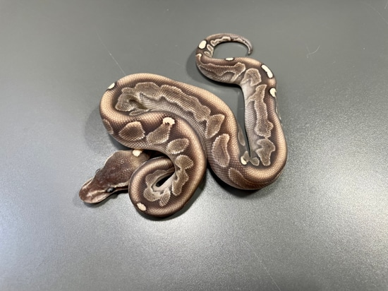GHI Cinnamon Special Ball Python by TRIGG Reptiles