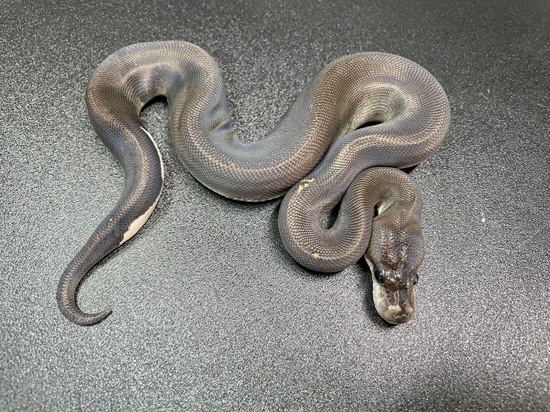 Super Black Pastel H. Pied Ball Python by TRIGG Reptiles
