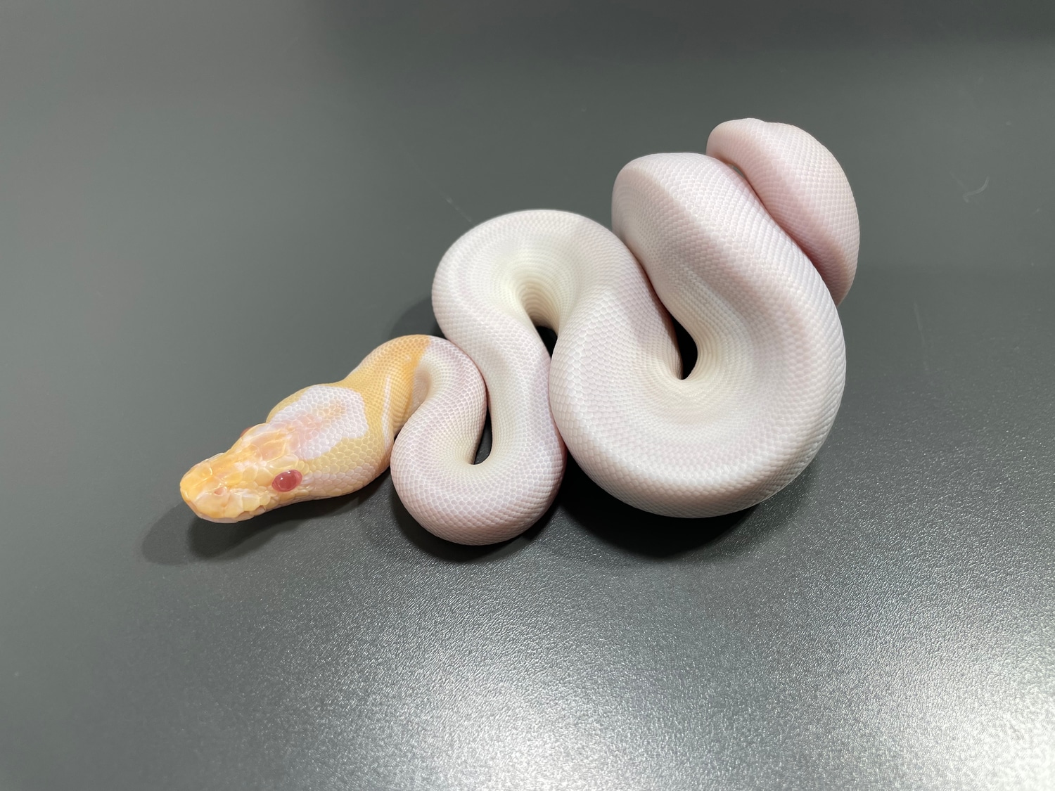 Black Pastel Albino Pied Ball Python by TRIGG Reptiles - MorphMarket