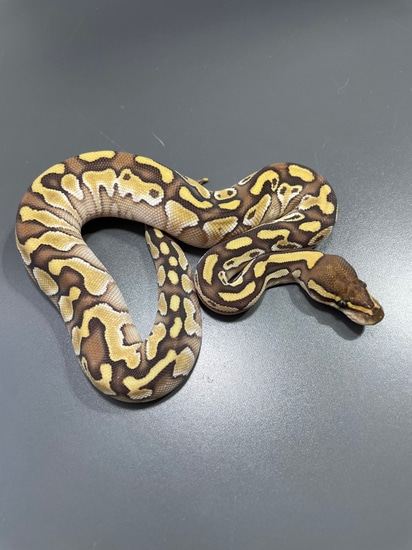 Lesser Yellow Belly Het Clown Ball Python by TRIGG Reptiles
