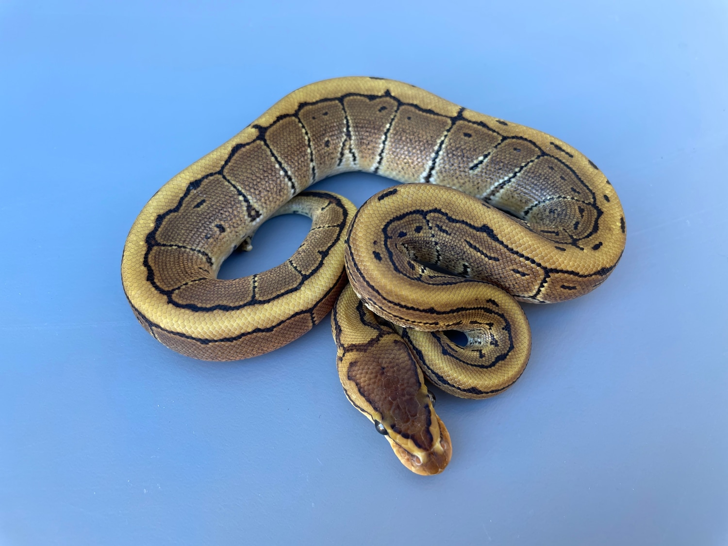 Pinstripe Het Genetic Stripe Ball Python by TRIGG Reptiles - MorphMarket