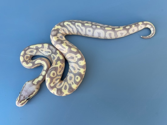 Pastel Banana Huffman Het Genetic Stripe Ball Python by TRIGG Reptiles