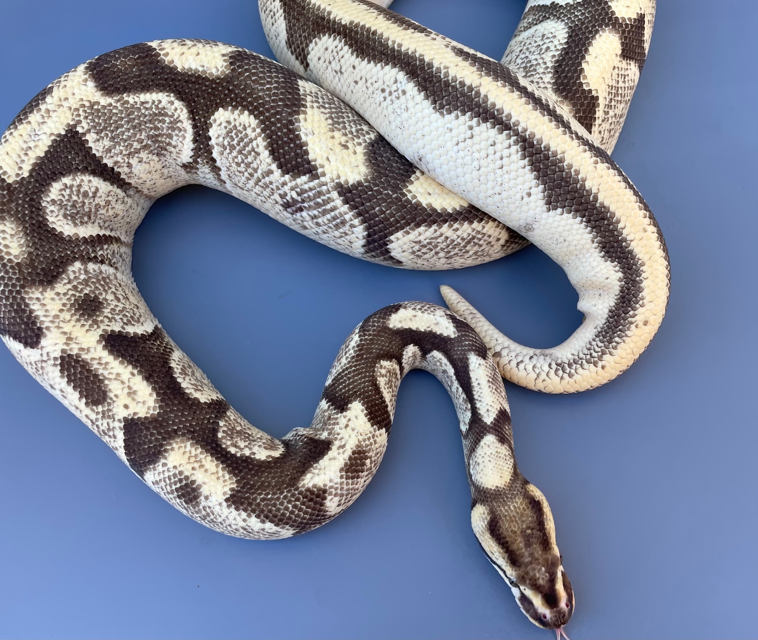 Enchi OD Fire Het Hypo Pos YB Ball Python by TRIGG Reptiles - MorphMarket