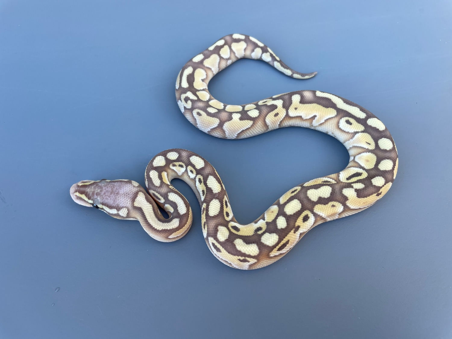 Pastel Lesser Banana Het Genetic Stripe Ball Python by TRIGG Reptiles ...