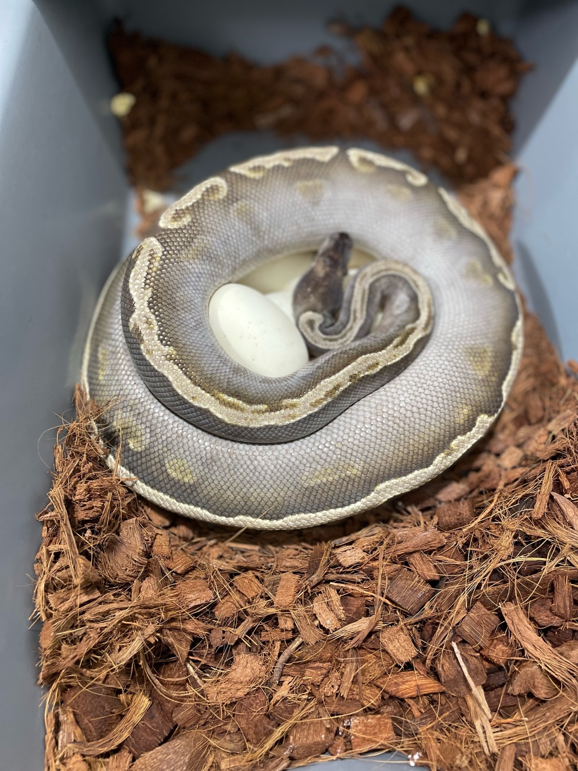 GHI Mojave Ball Python by TRIGG Reptiles - MorphMarket