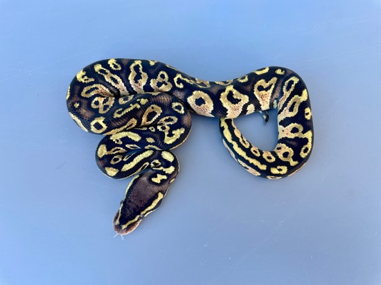 Pastel Sapphire Ball Python by TRIGG Reptiles