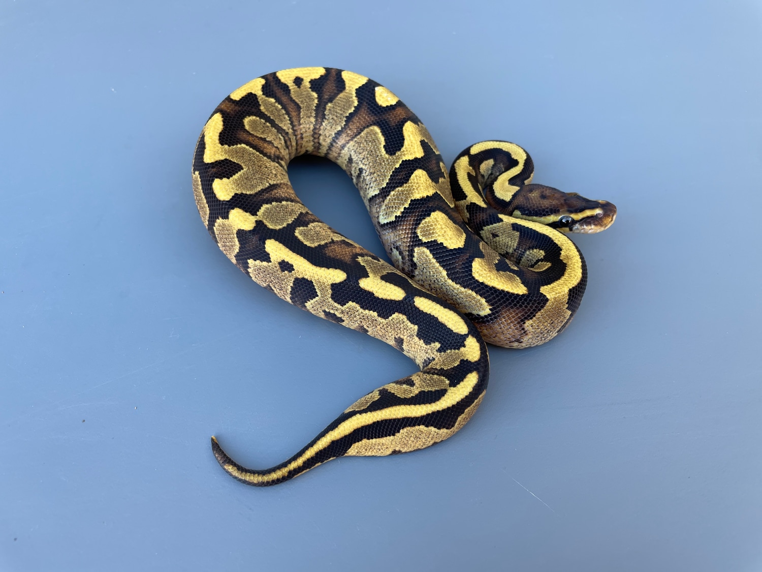 Fire Yellow Belly Ball Python by TRIGG Reptiles - MorphMarket
