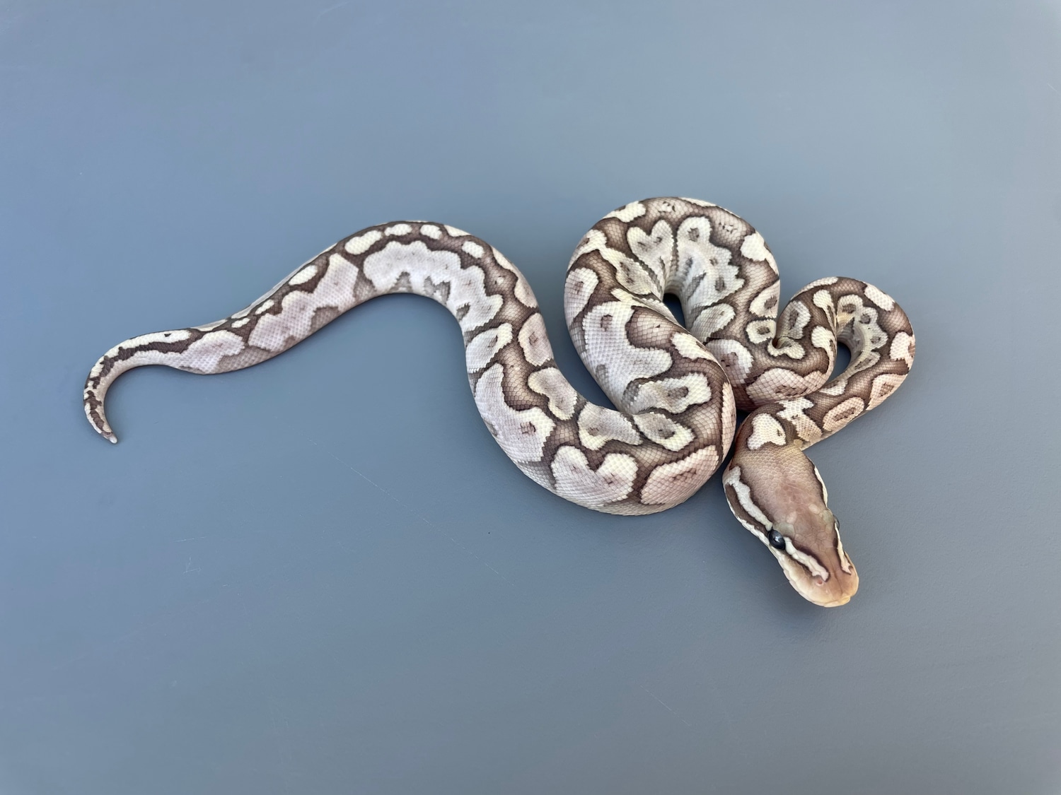 Pastel Bamboo Pos Het Ax VPI Ball Python by TRIGG Reptiles - MorphMarket
