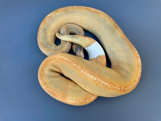 Huffman Mimosa Ball Python by TRIGG Reptiles