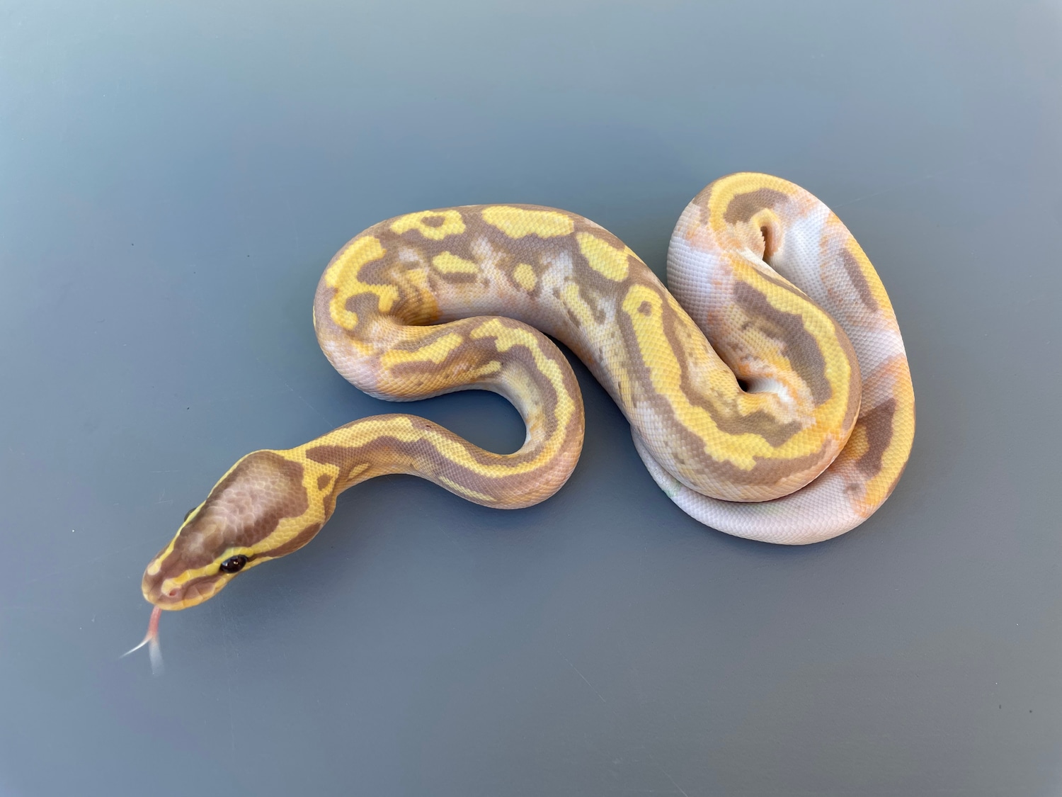 Pastel Banana Piebald Ball Python by TRIGG Reptiles - MorphMarket