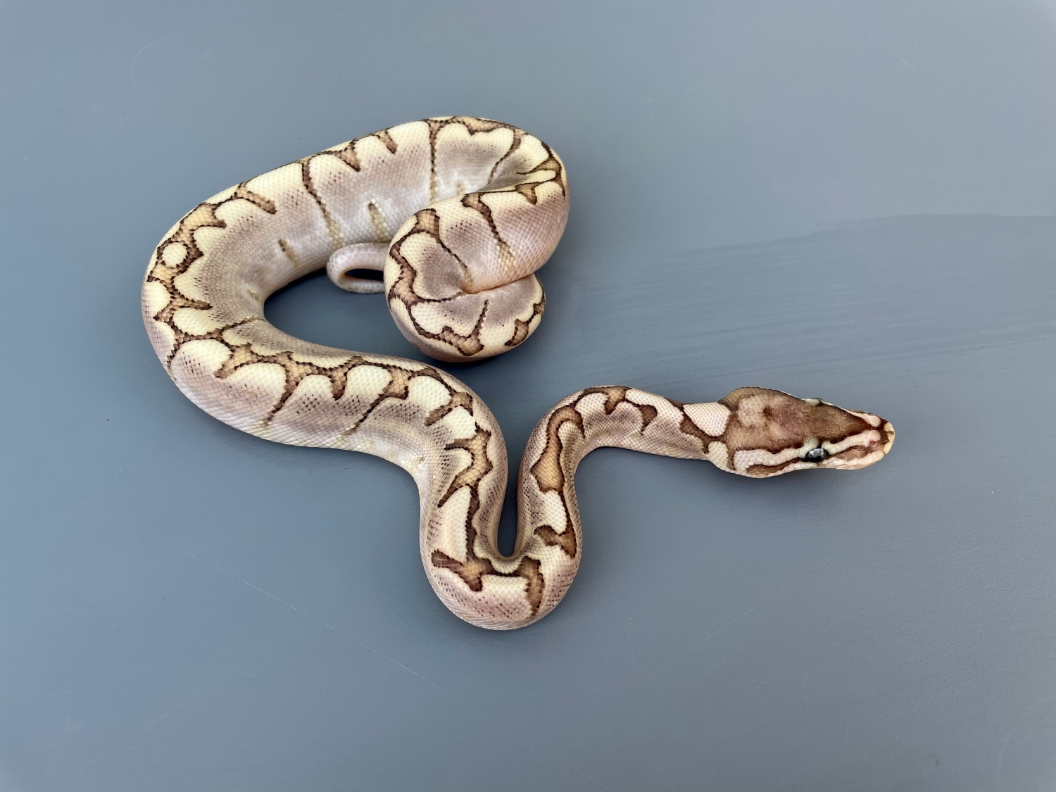 Pastel Woma Bamboo 50% Het Axanthic VPI Ball Python by TRIGG Reptiles ...