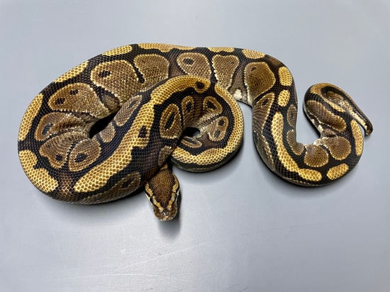 Redstripe Yellow Belly Het Genetic Stripe Ball Python by TRIGG Reptiles