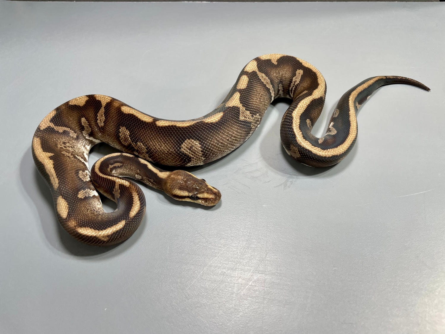 Super Chocolate Ball Python by TRIGG Reptiles - MorphMarket