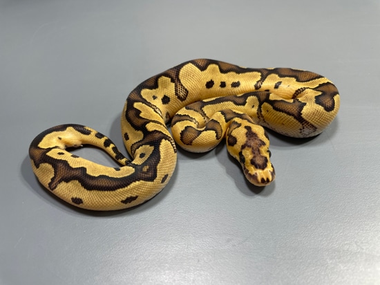 Fire Orange Dream Clown Ball Python by TRIGG Reptiles - MorphMarket